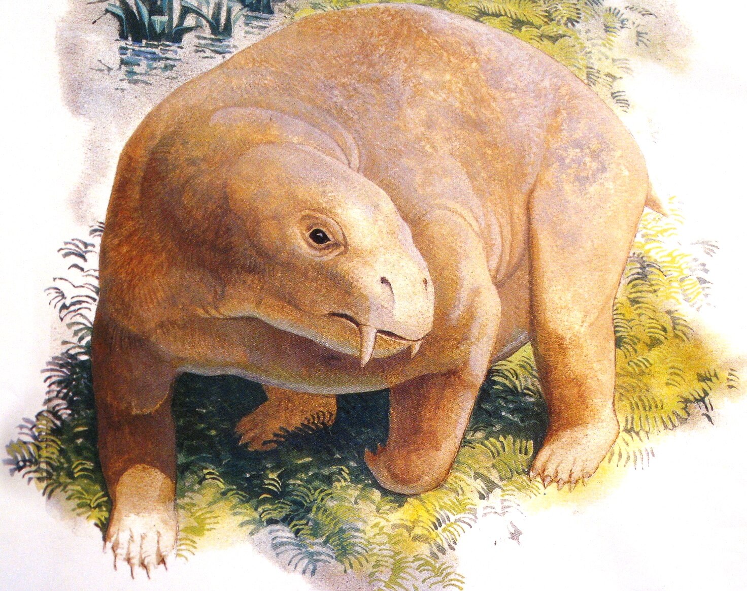 Mammals' tusked ancestor roamed Australia - ABC News