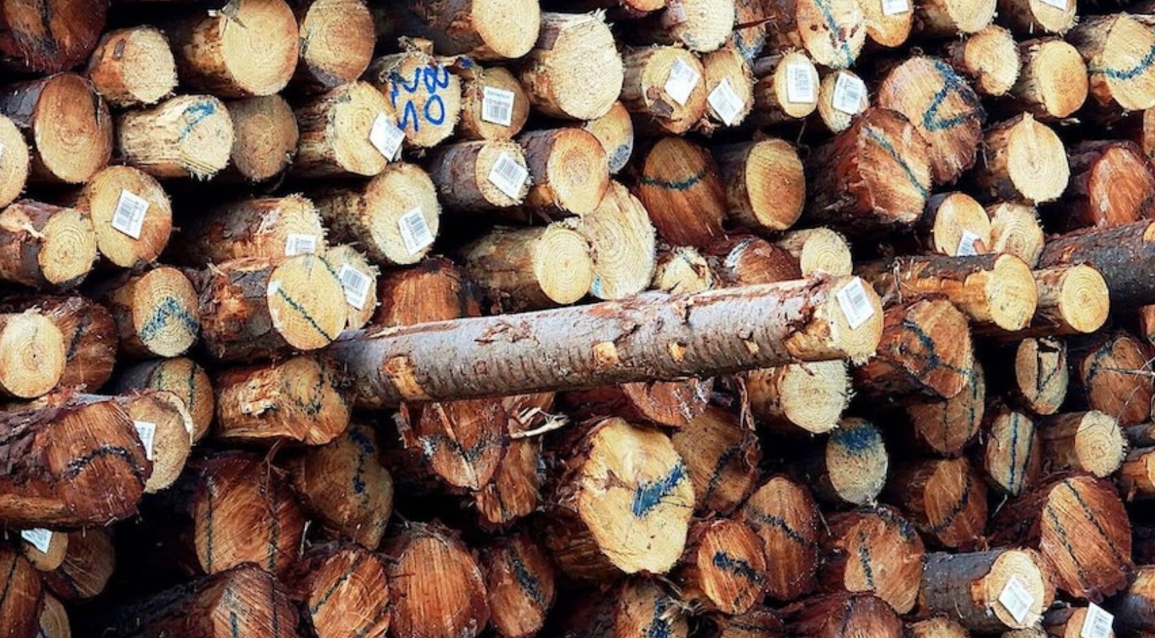 As the native timber industry heads towards 2030 are timber workers ...