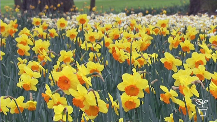 A Host of Golden Daffodils - Gardening Australia