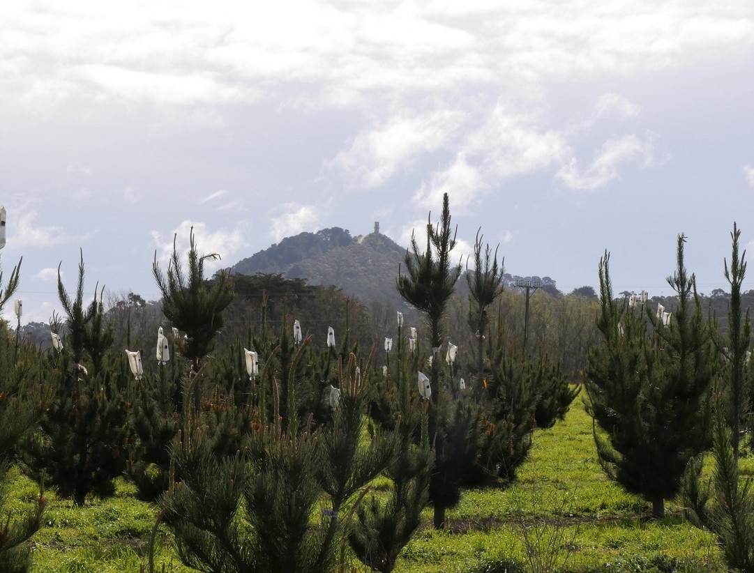 Mount Gambier site key in selective breeding program for pine tree ...