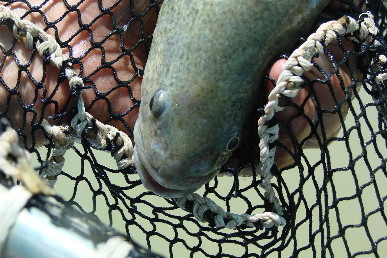 Fish kill blame game unhelpful, amid perfect storm of problems - ABC News