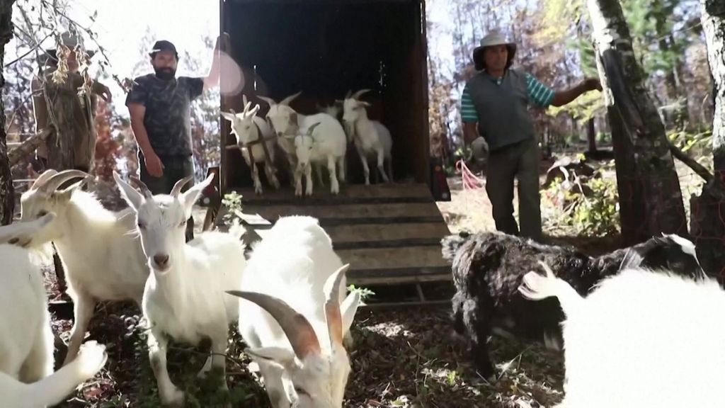 Chile's firefighting goats protect native forest - ABC News