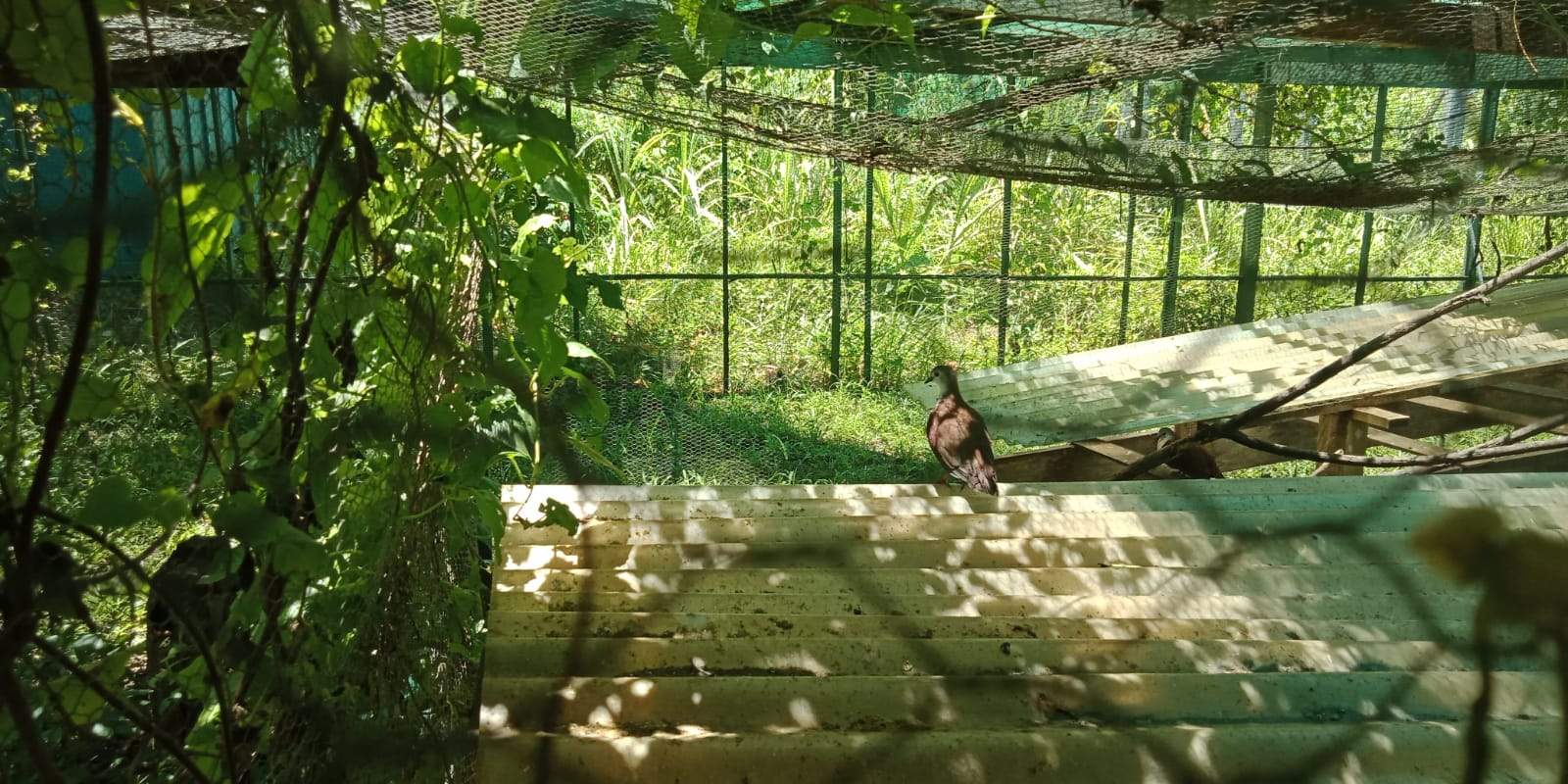 Conservationists work to save Solomon Islands' Santa Cruz Ground Dove ...