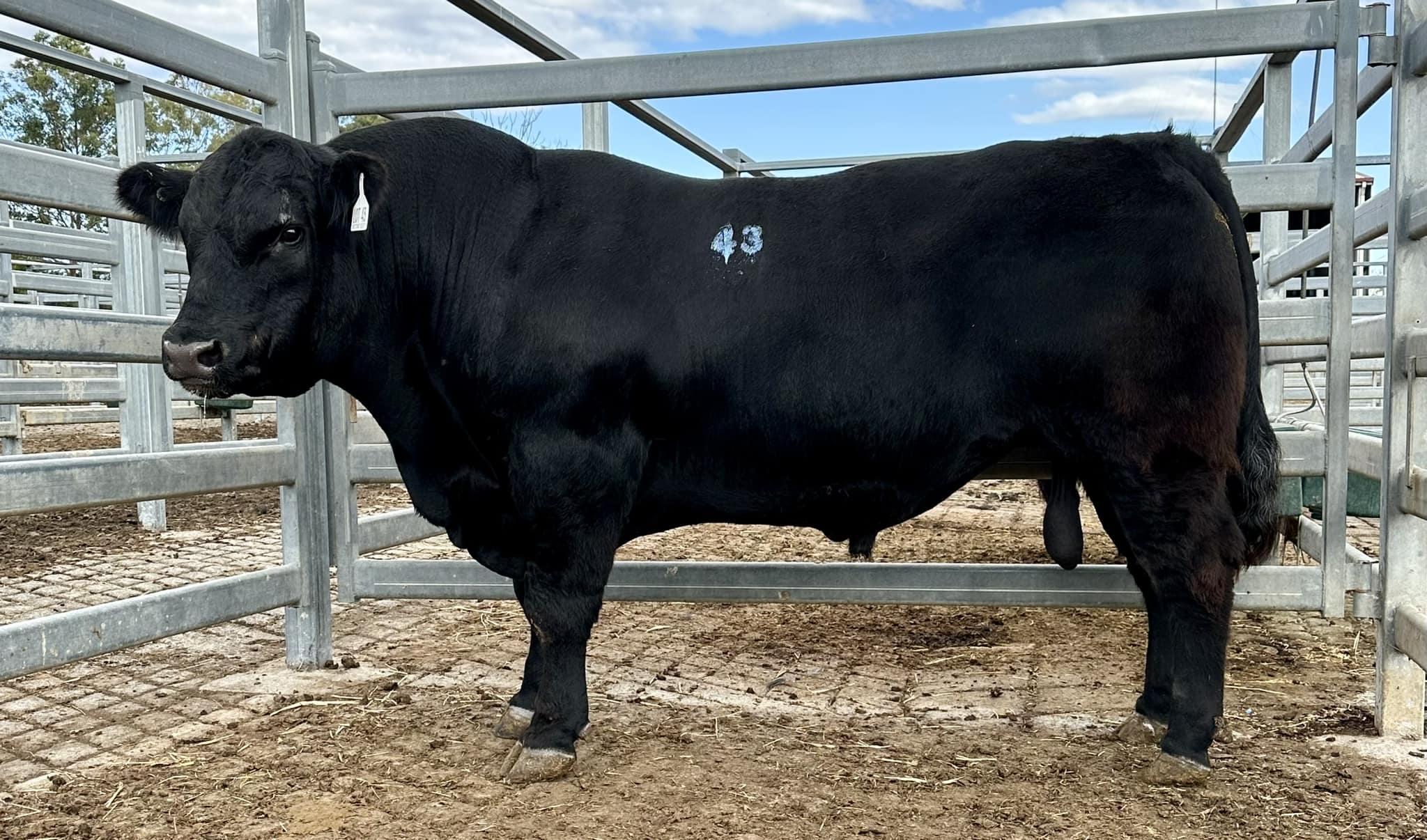 Black Speckle Park bull Born Ready Shady sells for world record $150k ...