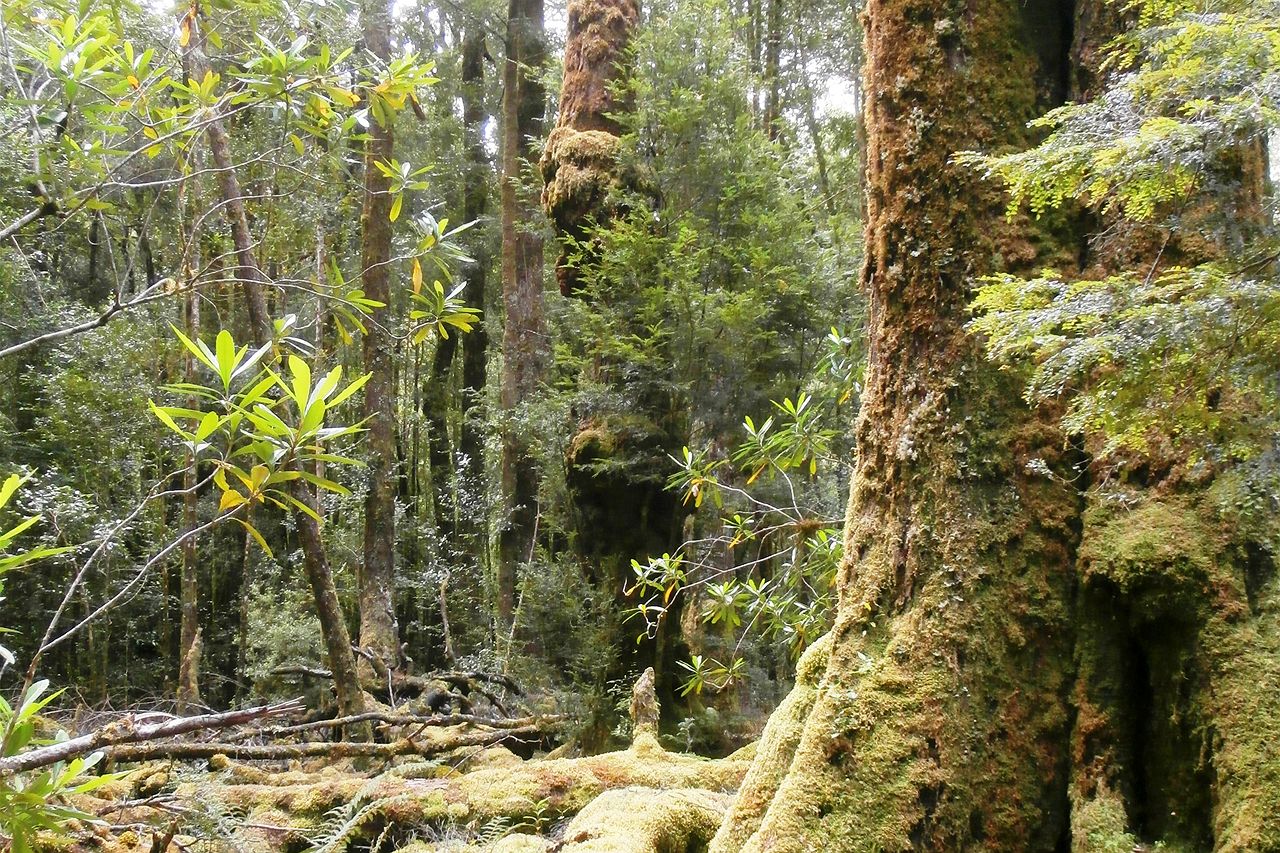 Tree species set to disappear as global warming sets in - ABC listen