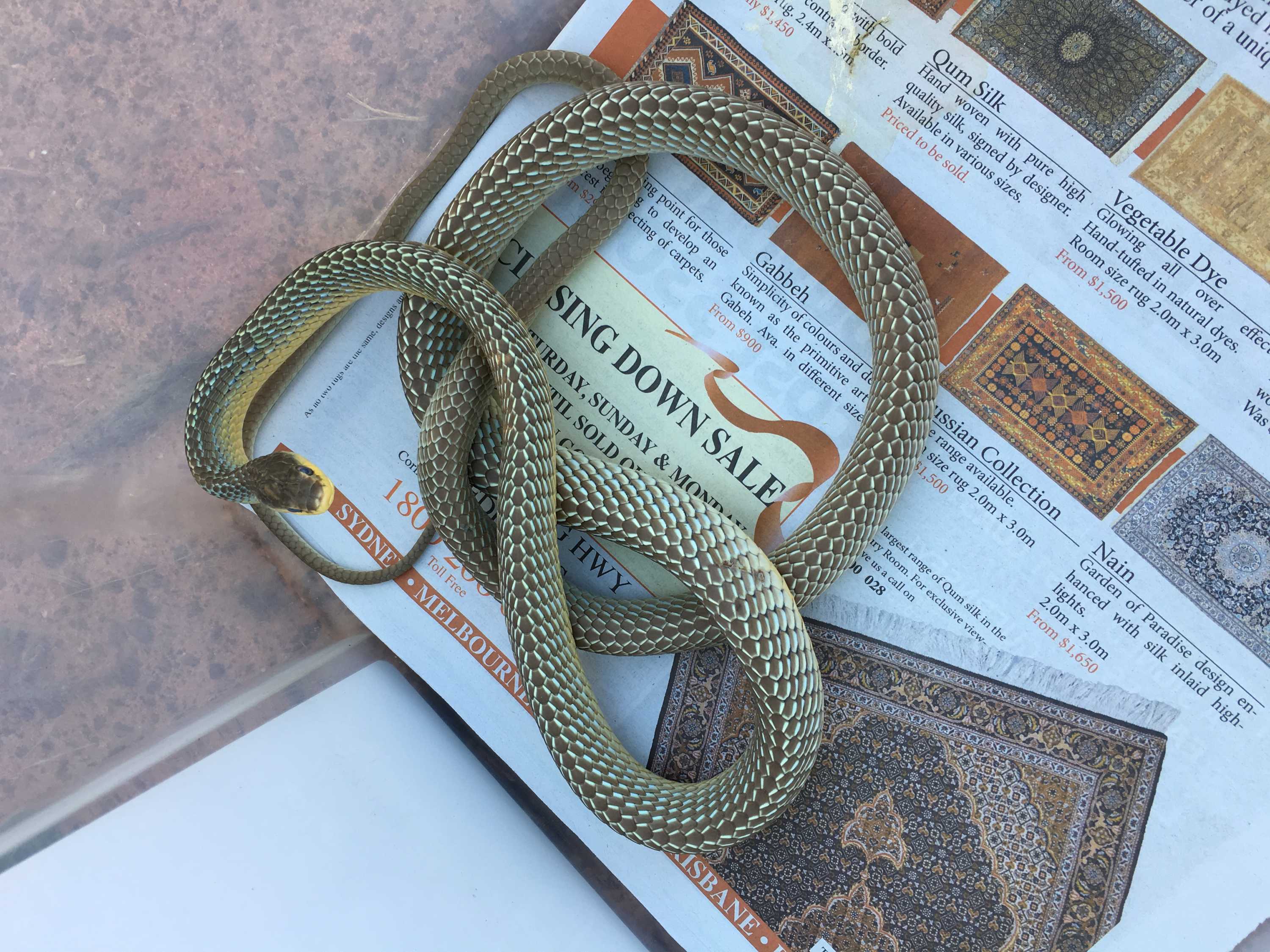 Cyclone Joyce stirs up snake activity in WA's north as king brown ...