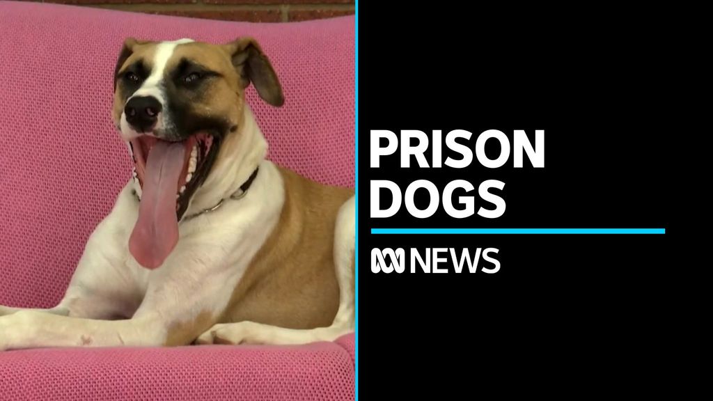 Victorian program pairs rescue dogs with prisoners - ABC News