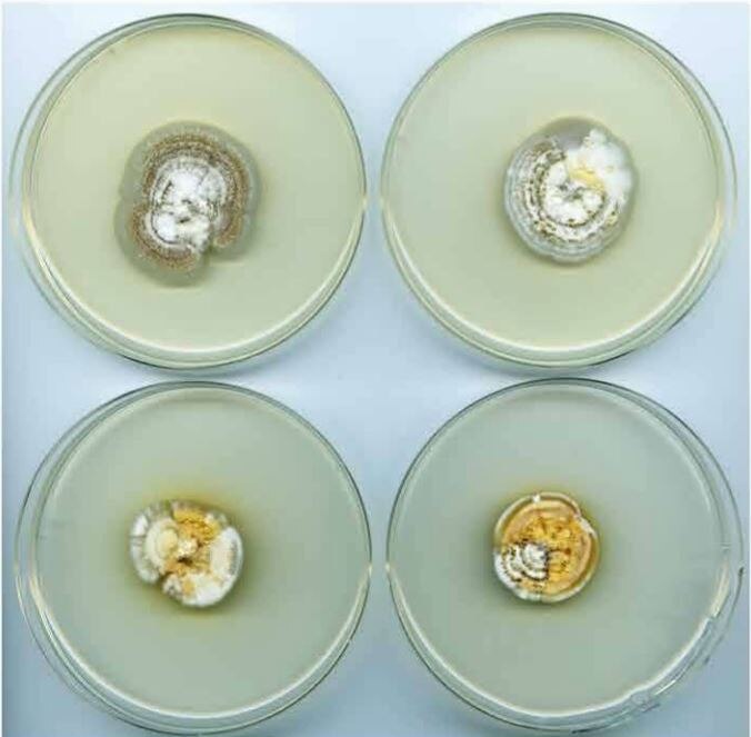 Citizen scientist 'stoked' to discover new species of mould in New ...