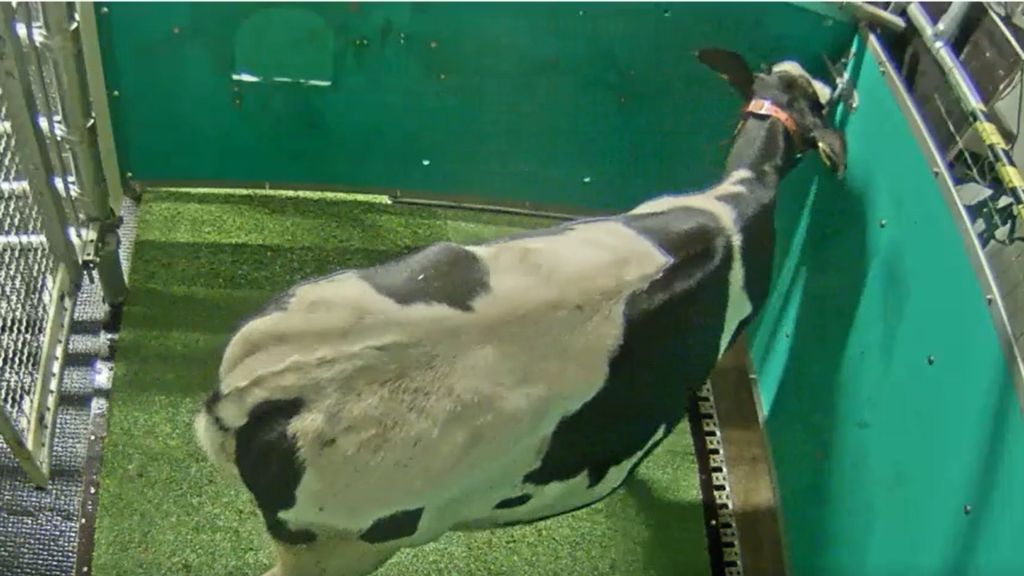 Researchers create MooLoo to toilet train cattle in bid to reduce ...