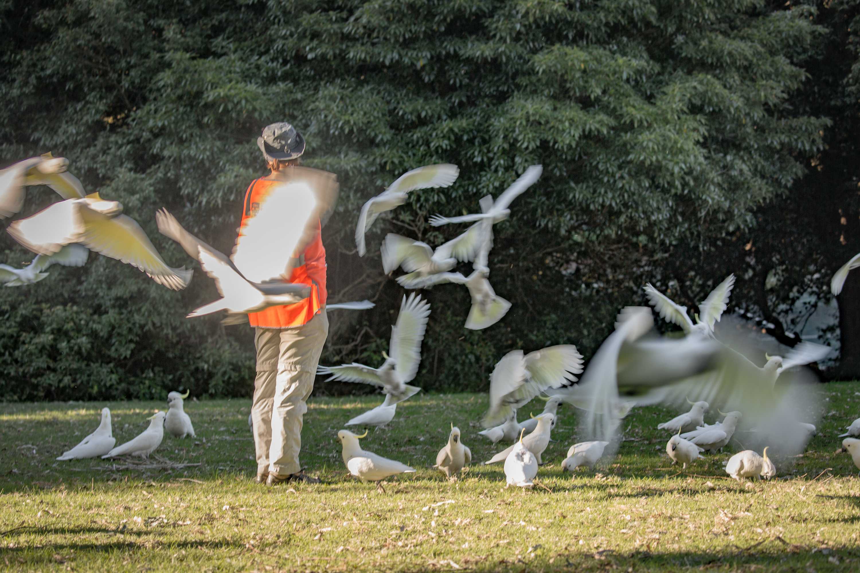Cockies wheelie love bin day - ABC listen