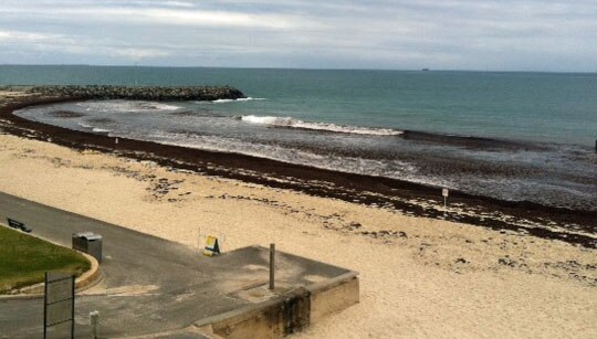 Cott beach partially reopened - ABC News