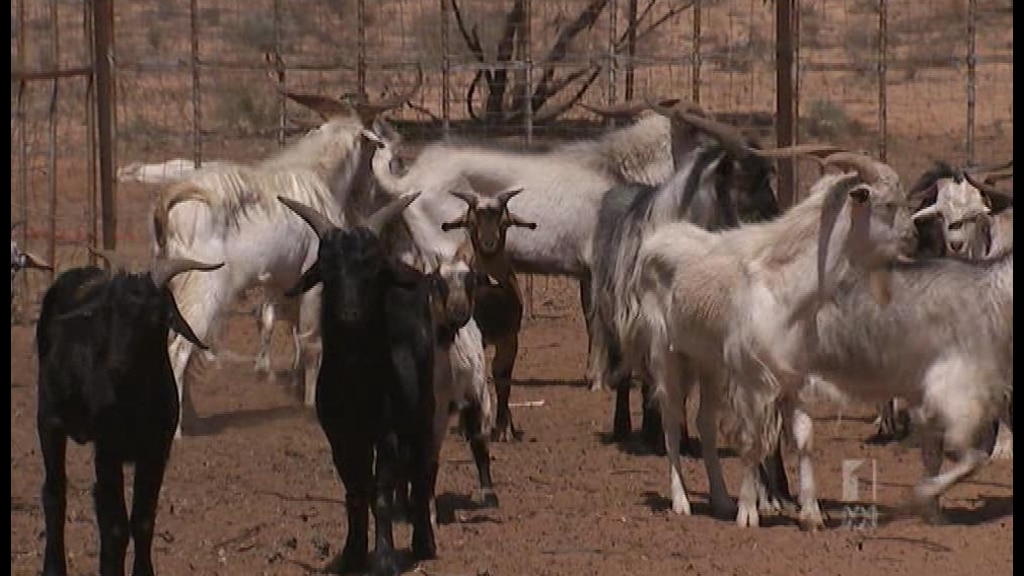 Goat problem threatens park habitat - ABC News