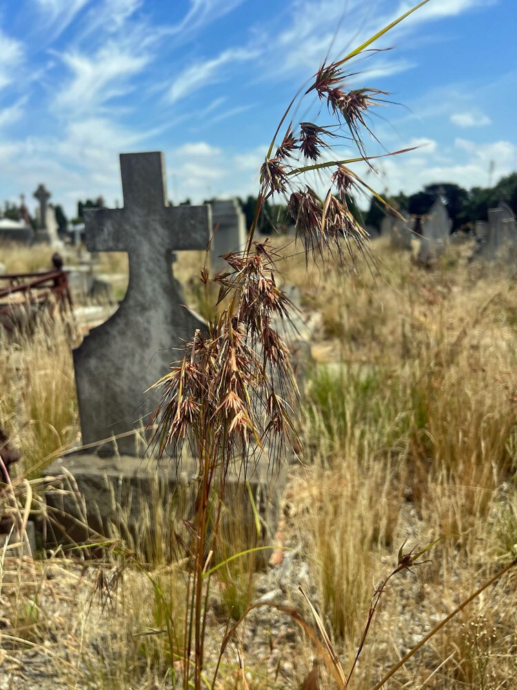 Costa's Corner | 11th October 2024 - Gardening Australia