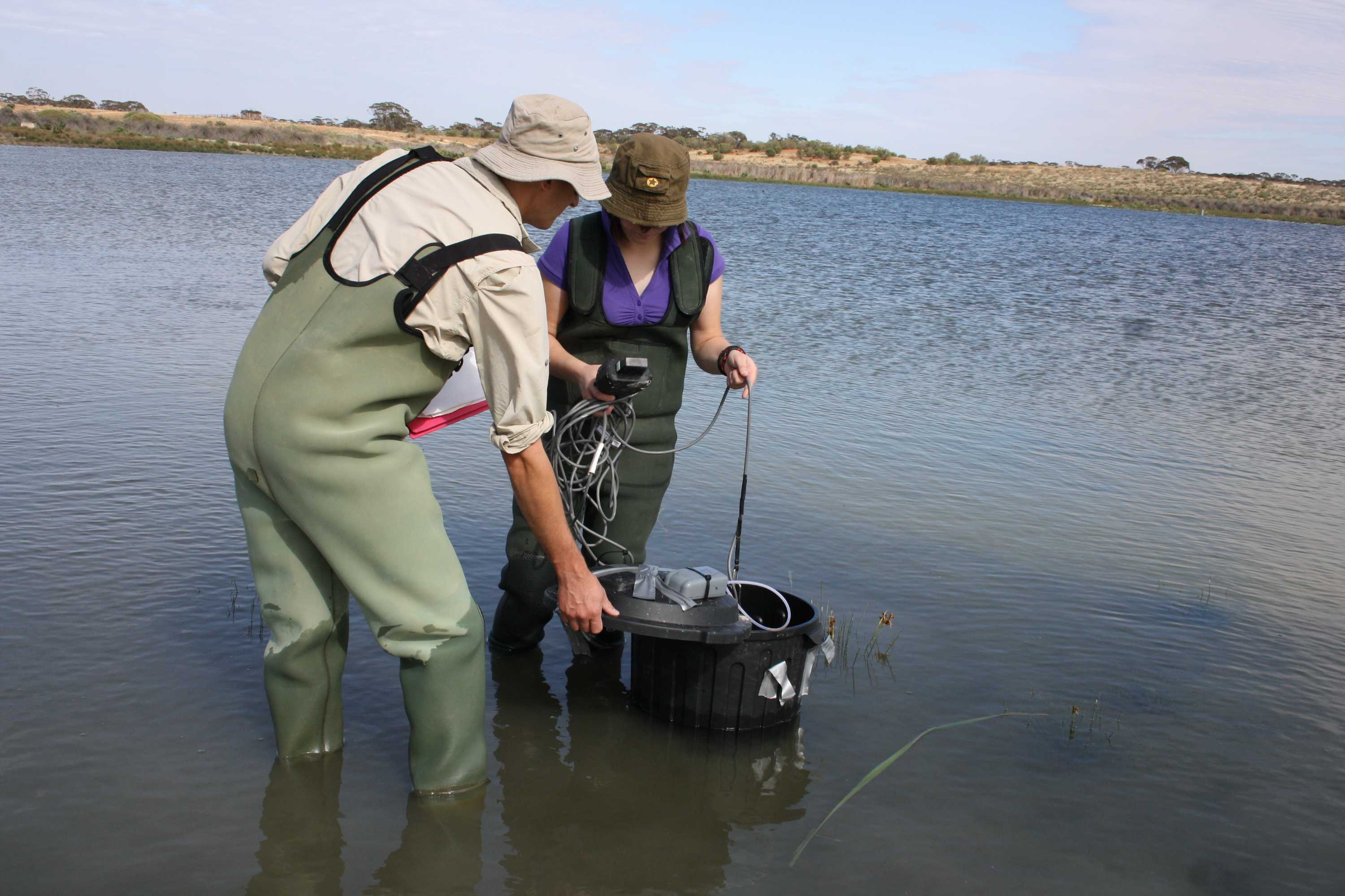 Iain Ellis and the Murray Hardyhead - ABC listen