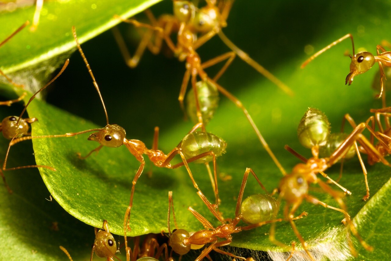 Insects may have had basic 'consciousness' more than 500 million years ...