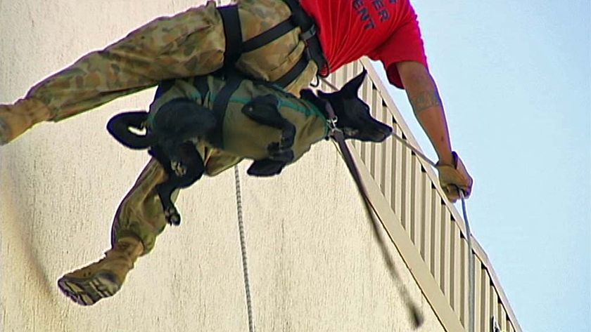 Abseiling dogs take the plunge in Darwin - ABC News