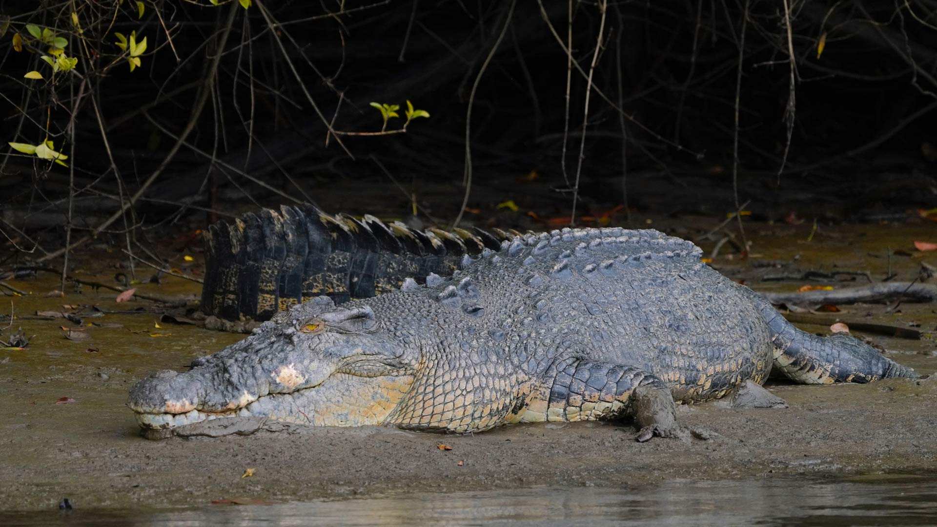 Archaeology by Prau123 – Page 275 – Main Forum – Forum