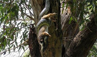 Goodbye possums - ABC News