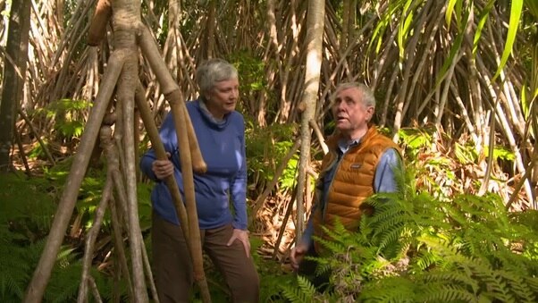 Gardening Australia recap: Chilly cauliflowers, choking chicks and ...