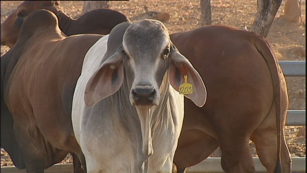 Graziers welcome increase in Indonesian cattle exports - ABC News