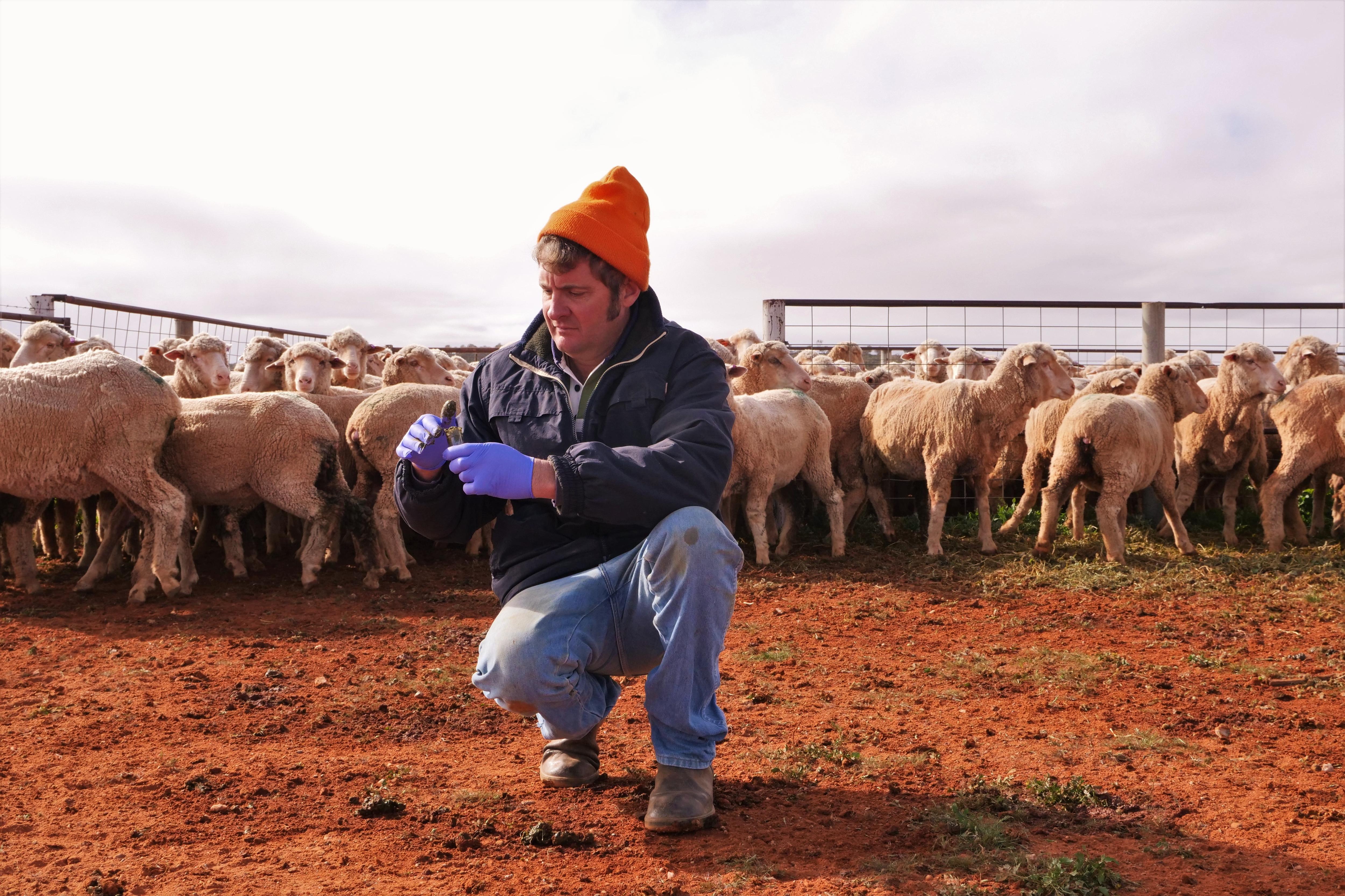 Sheep Production - Topic - ABC News