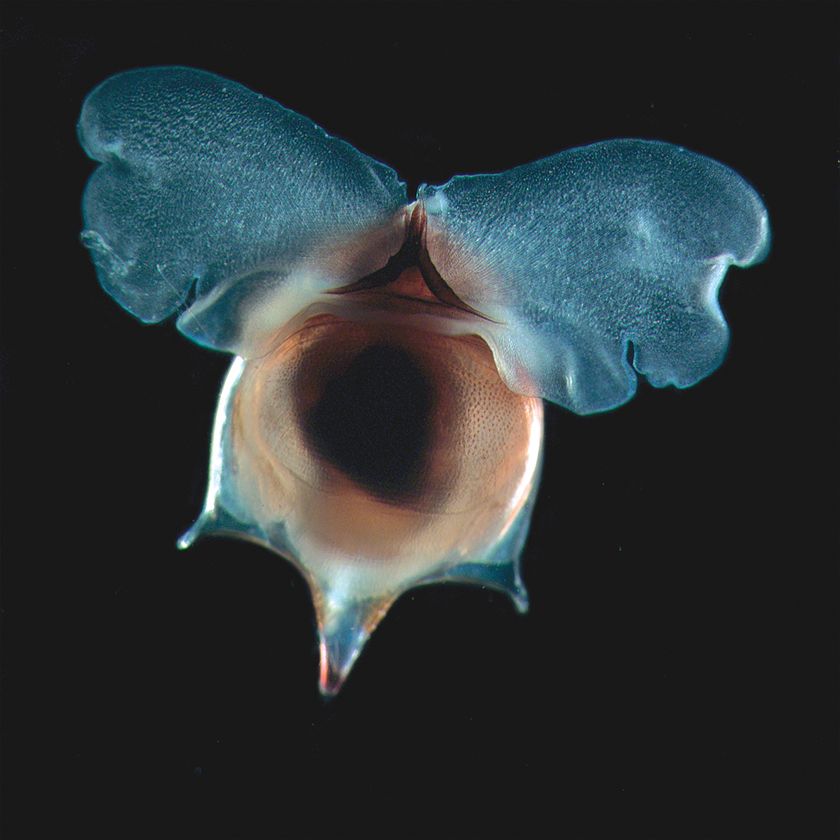 Sea butterfly's shell dissolved by ocean acidification - ABC listen