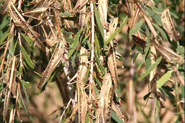Locust on the move in Queensland - ABC News