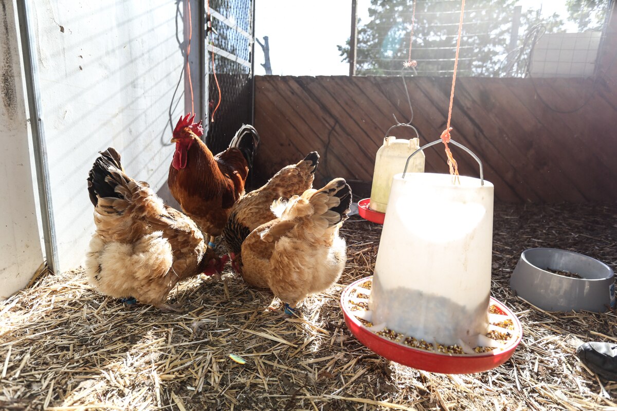 Quamby backyard chooks are a new breed made in Tasmania and great for ...