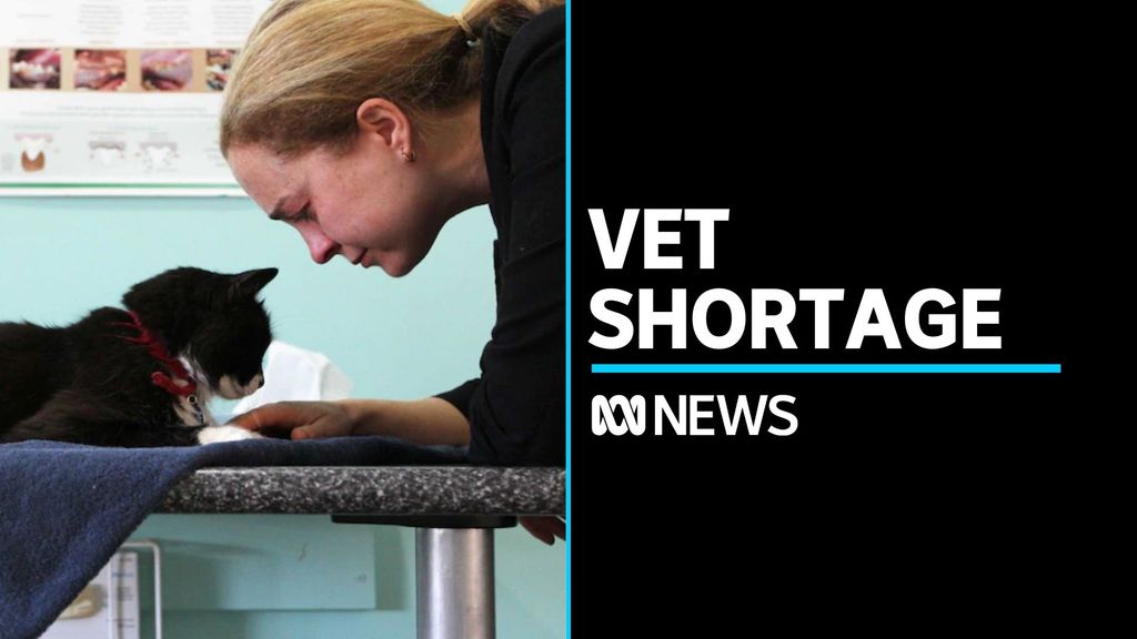 Exhaustion and low pay behind vet shortages - ABC News