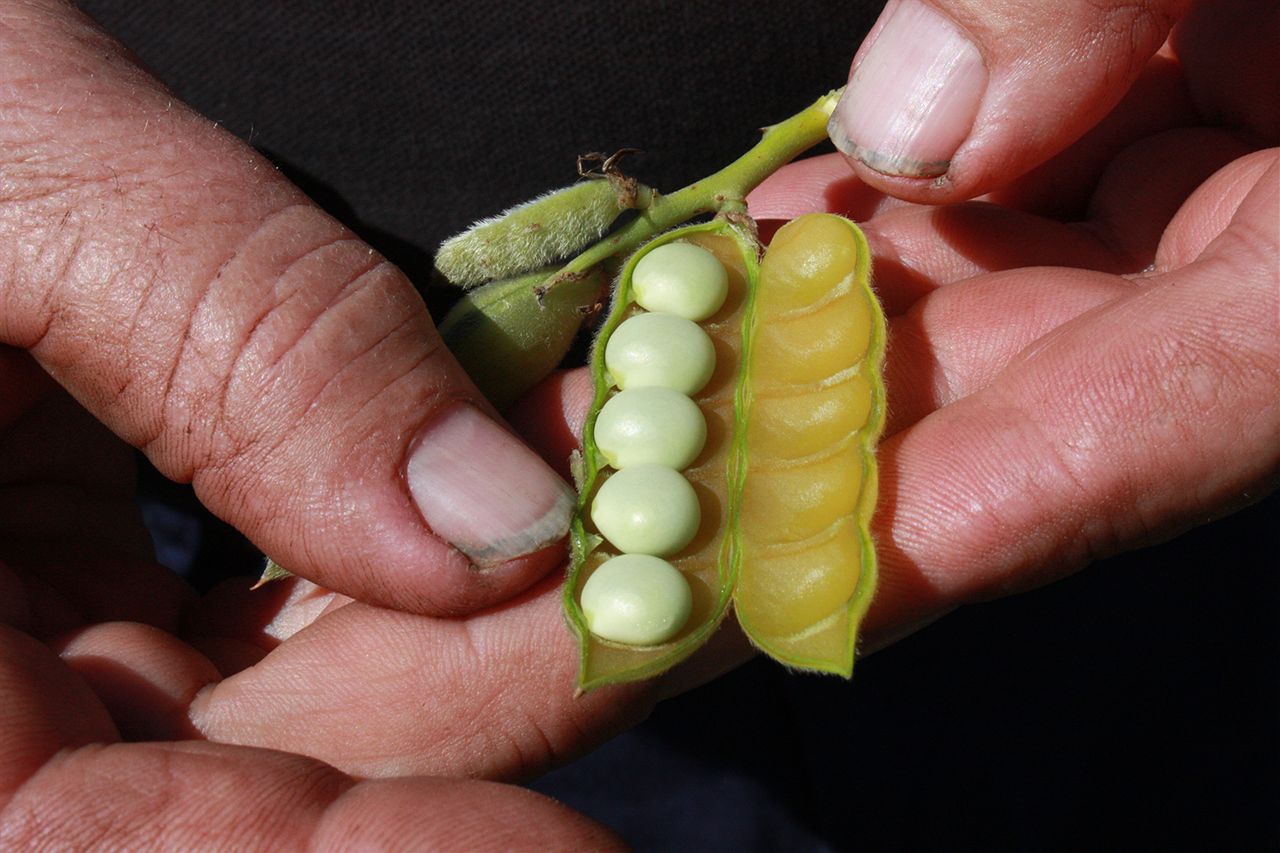 Lupin seed extract could provide potent diabetes treatment, researchers ...