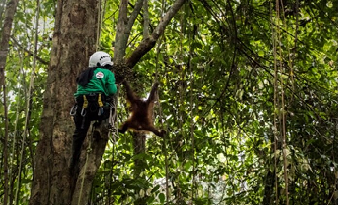 Masih Ada Harapan Bagi Masa Depan Orangutan di Kalimantan - ABC News