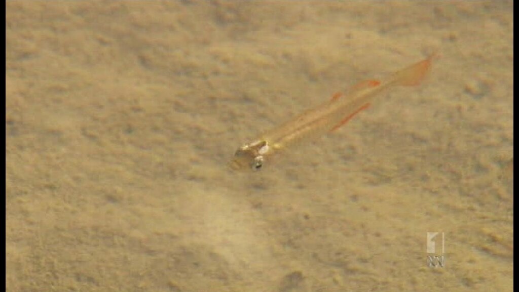 Scientists work to save endangered fish - ABC News