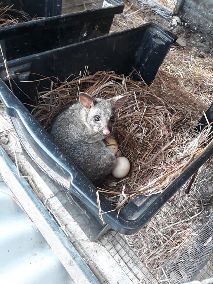 Chickens lay eggs on top of clucky possum in Darwin chook pen - ABC News