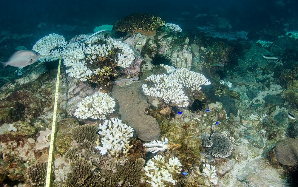 Investigation into coral bleaching damage to begin along New South ...