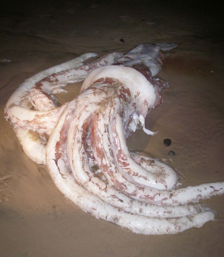 Giant squid washed up in Tasmania - ABC News