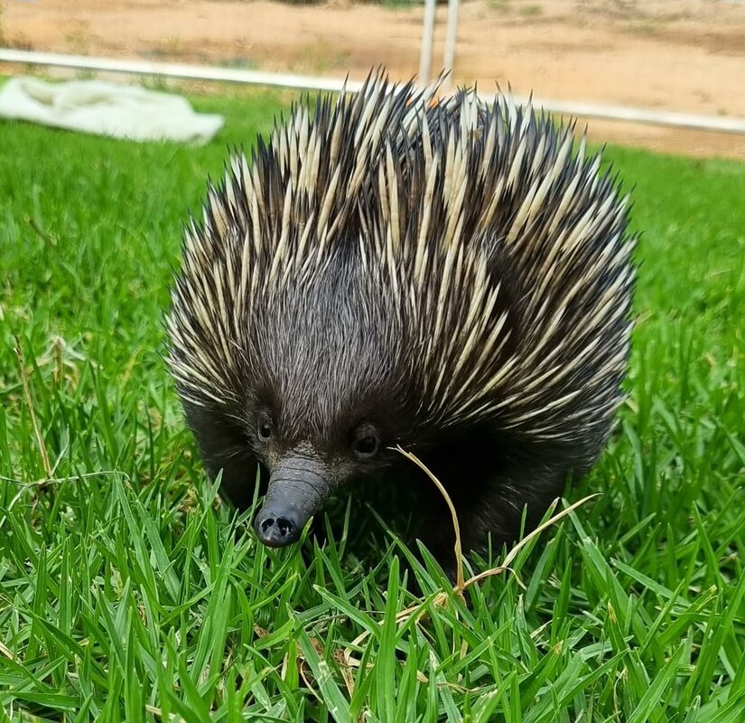 Outback native animal rescue, rehabilitation group in 'dire' need of ...