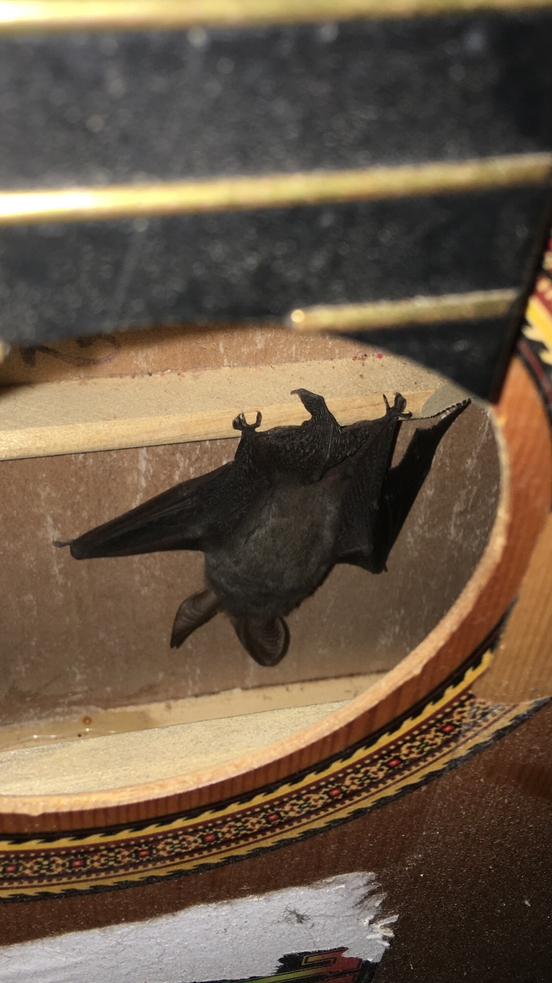 Native Australian microbats could be a natural pest solution for ...