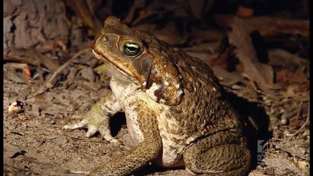 Cane toad combat - ABC News