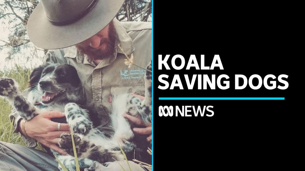 Conservationists search for a new 'koala protecting' pooch to join ...