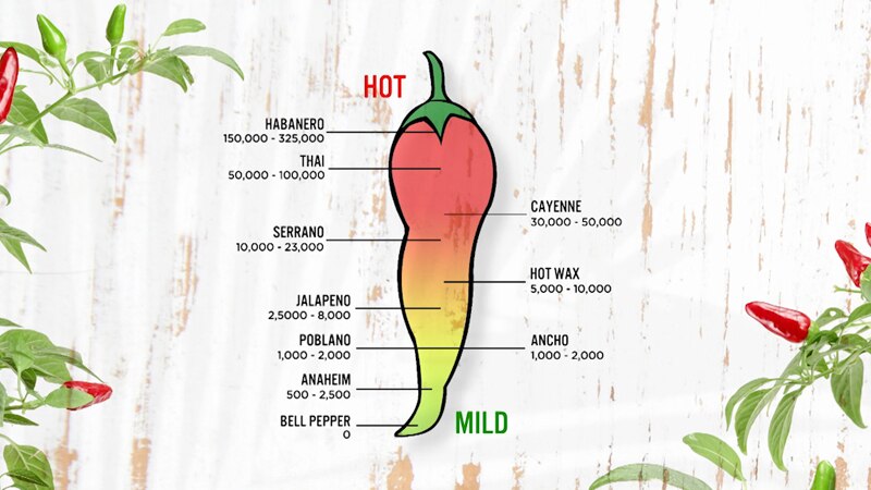 Capsicum and Chillies - Gardening Australia