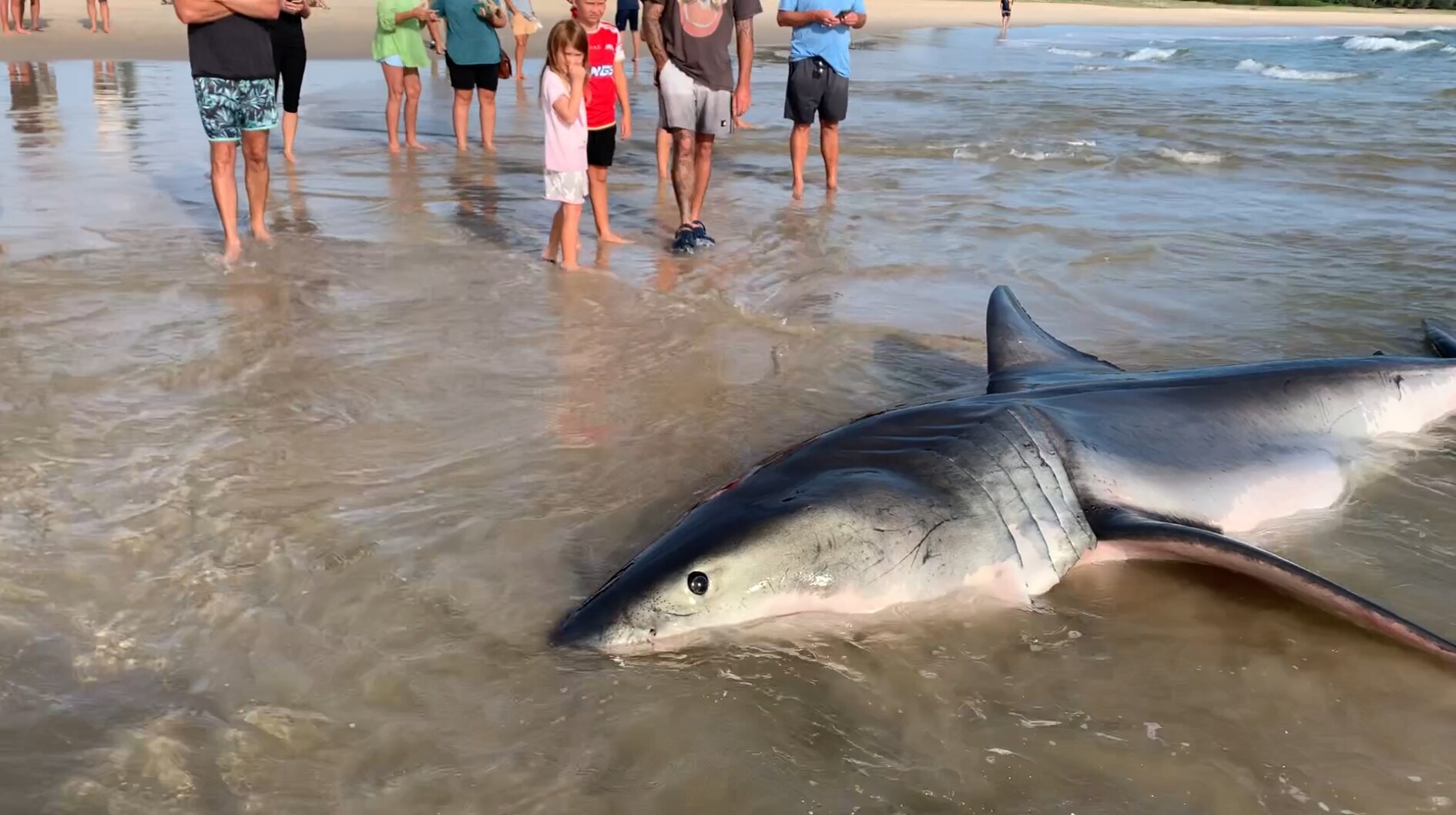 When a big great white shark beaches itself - ABC listen