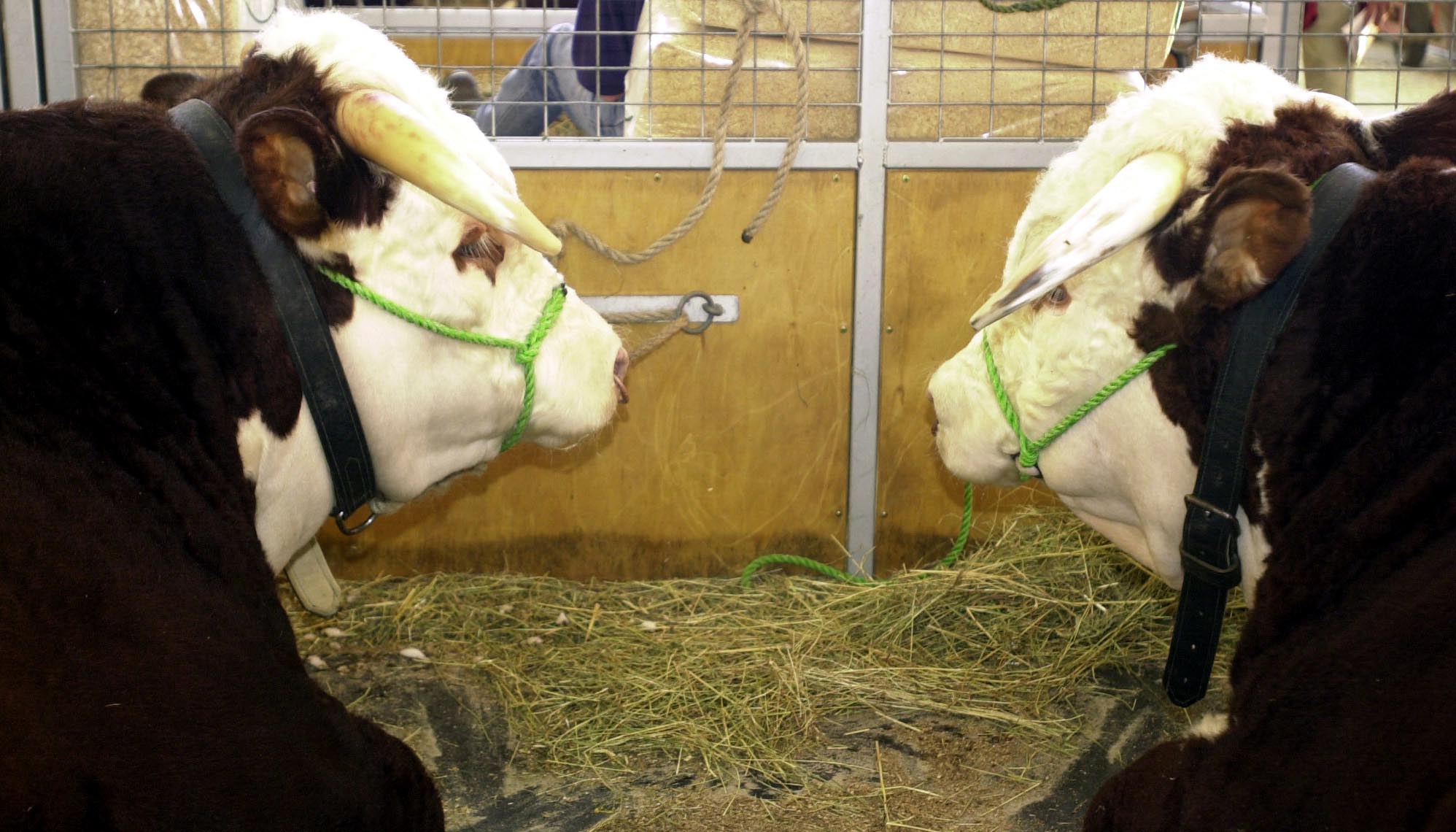 Hunter farmers urged to keep Easter Show spirit alive - ABC News
