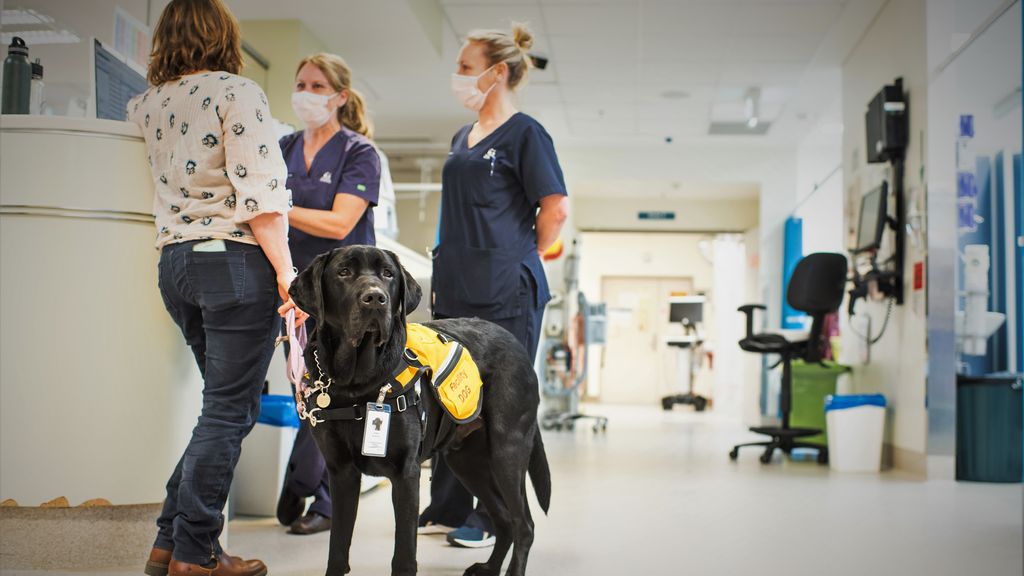 Gilbert the therapy dog begins work - ABC News