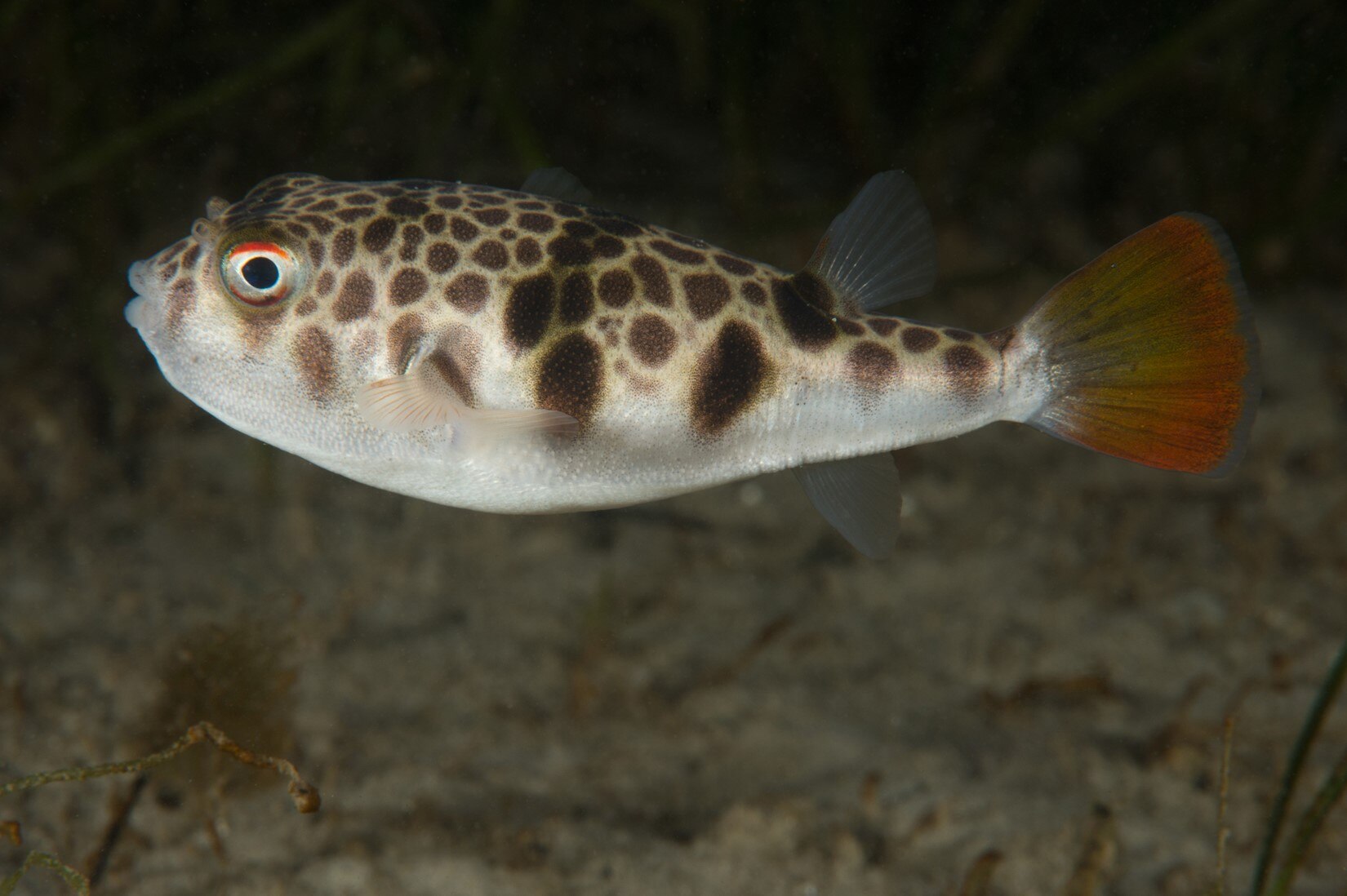Dead puffer fish can kill and poison dogs, but pet owners are often ...