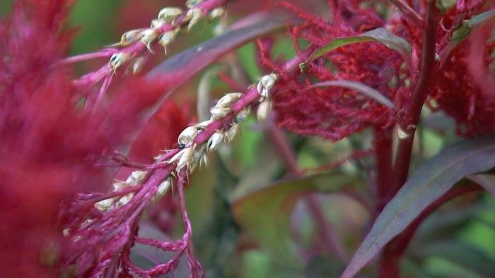 Taking Cues - Gardening Australia