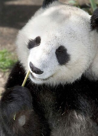 Giant pandas get their teeth done - ABC News