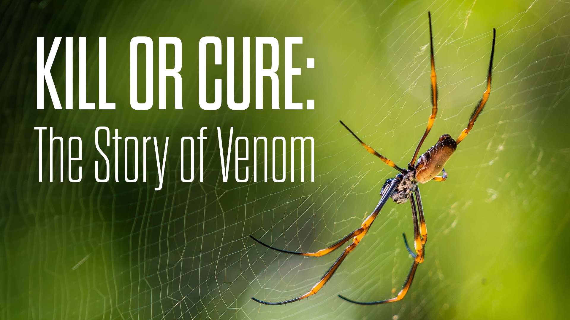 Kill or Cure: The Story of Venom - ABC Content Sales