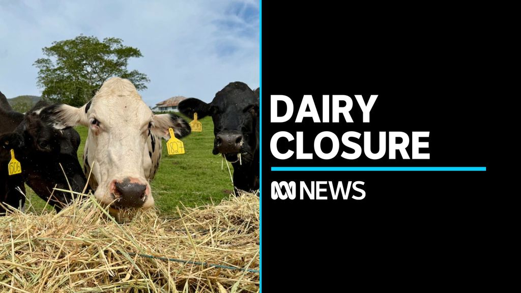 Shrinking dairy industry hits Queensland's farms hard - ABC News