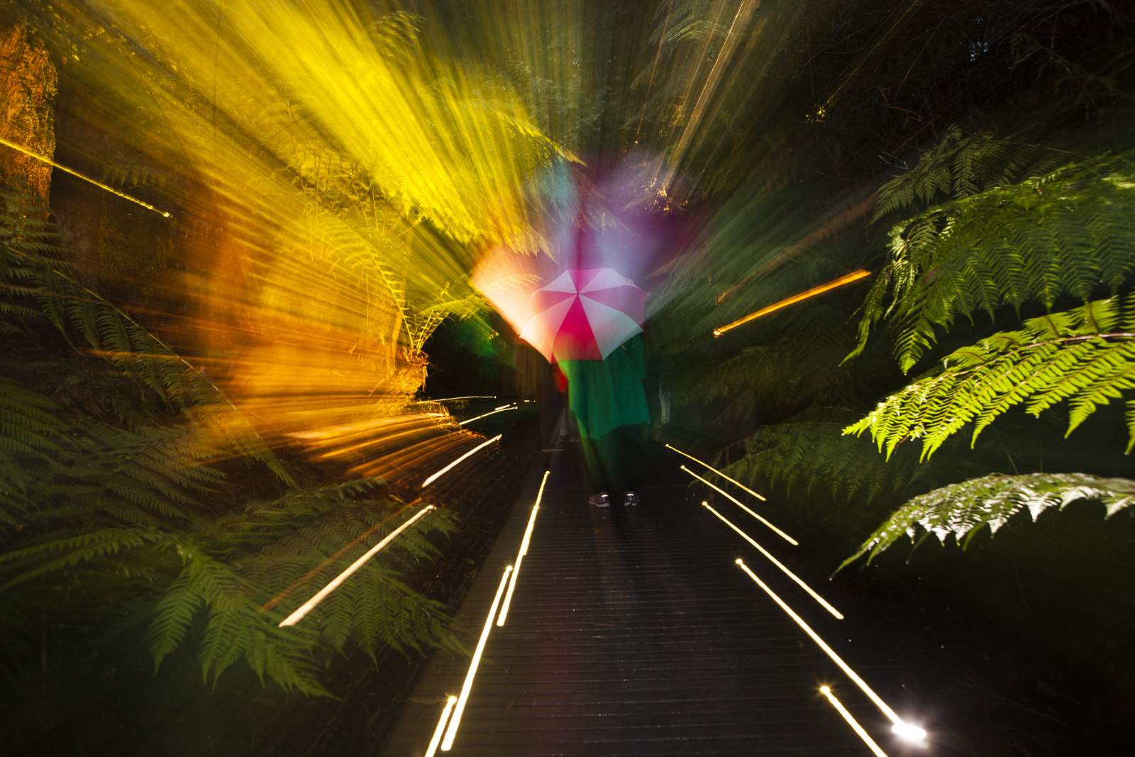 Luminous Botanicus: the Australian National Botanic Gardens come to ...