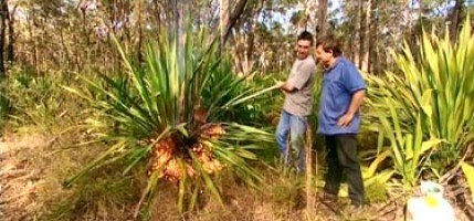 Gymea Lilies - Gardening Australia